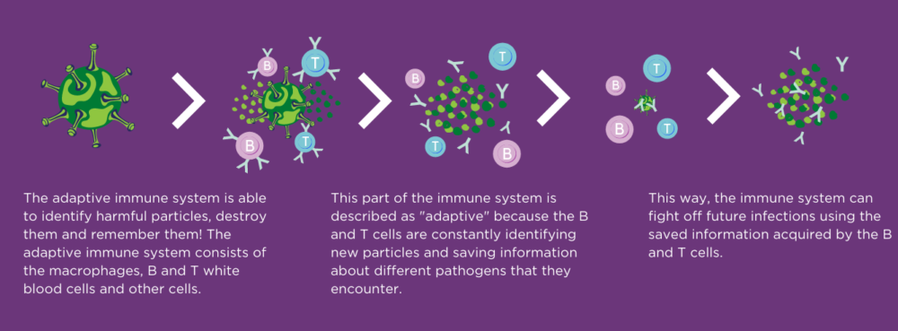 The Immune System | Greenliving Pharma